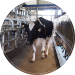 School Programs – Tocal Homestead