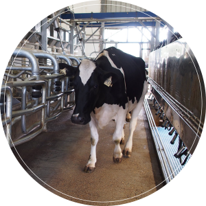 School Programs – Tocal Homestead