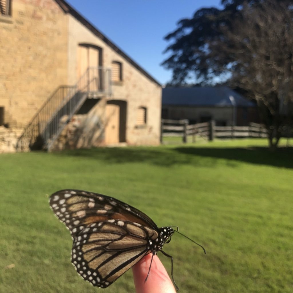 Sunday Openings Re-open Sun 1st Feb 2026 – Tocal Homestead